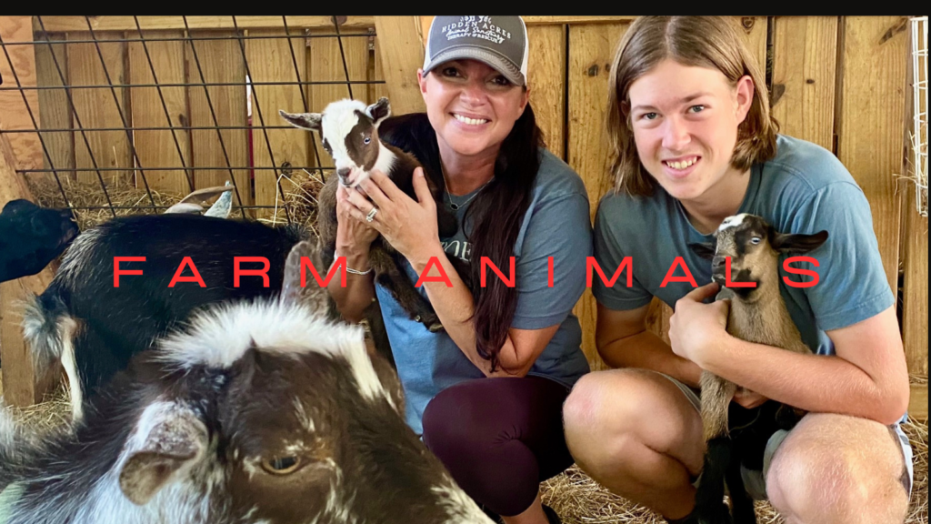 Helping Farm Animals* - Rob's Rescues